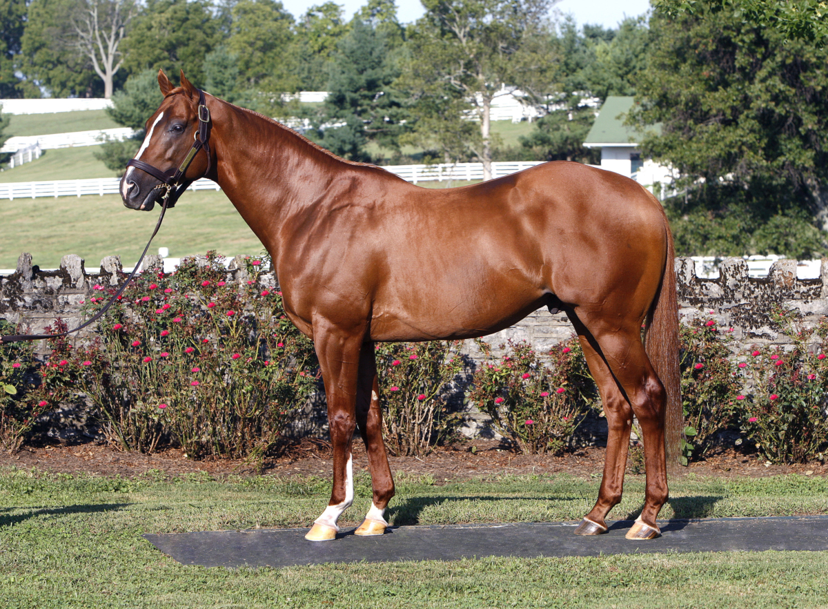 STALLION – Highfield Stock Farm