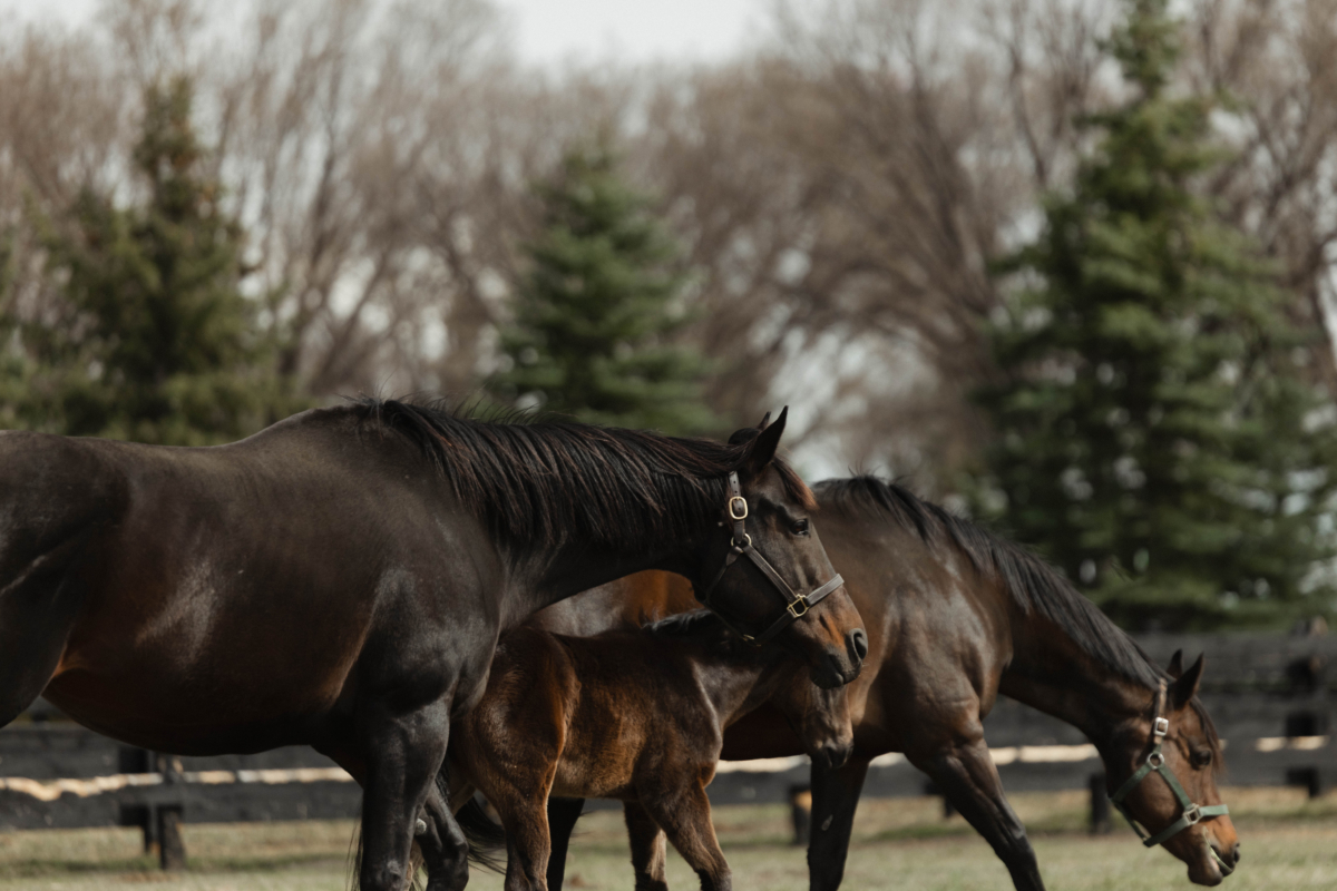 Highfield Stock Farm – Highfield Stock Farm